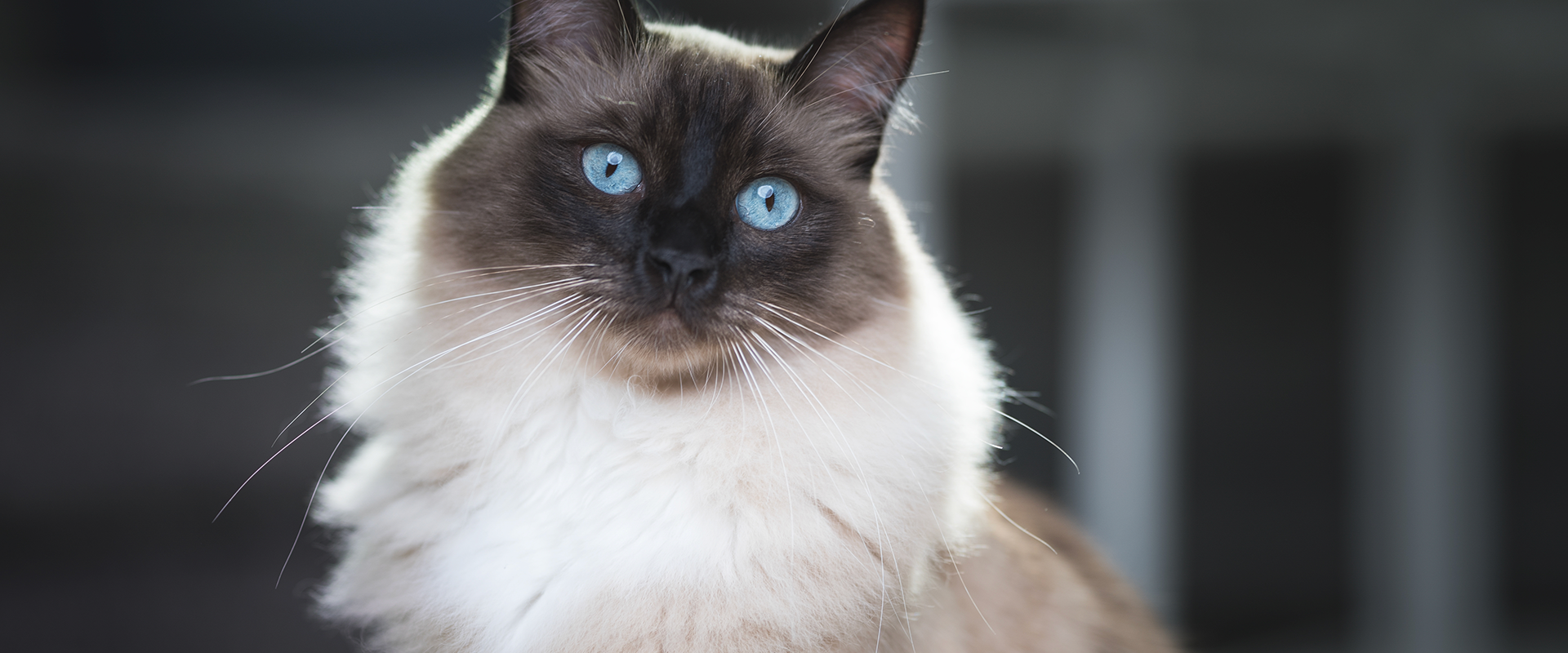 17 Rare Cat Colors and Patterns | TrustedHousesitters.com