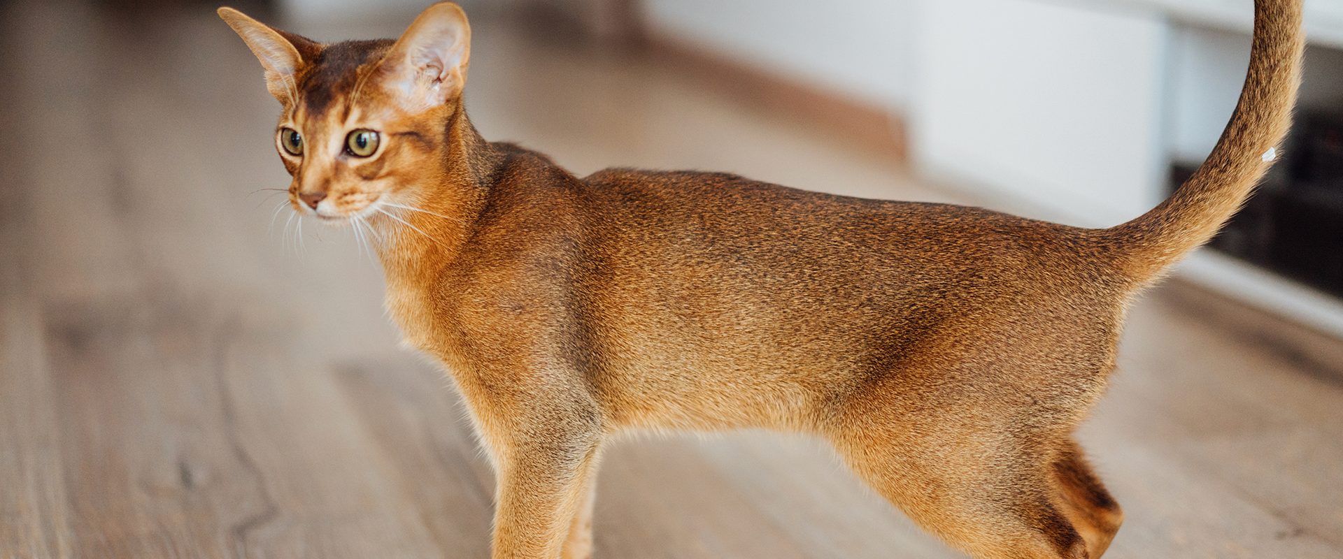 17 Rare Cat Colors and Patterns | TrustedHousesitters.com