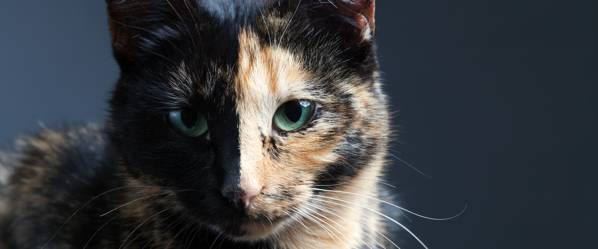 Tortoiseshell vs Calico Cats: How to Tell the Difference ...