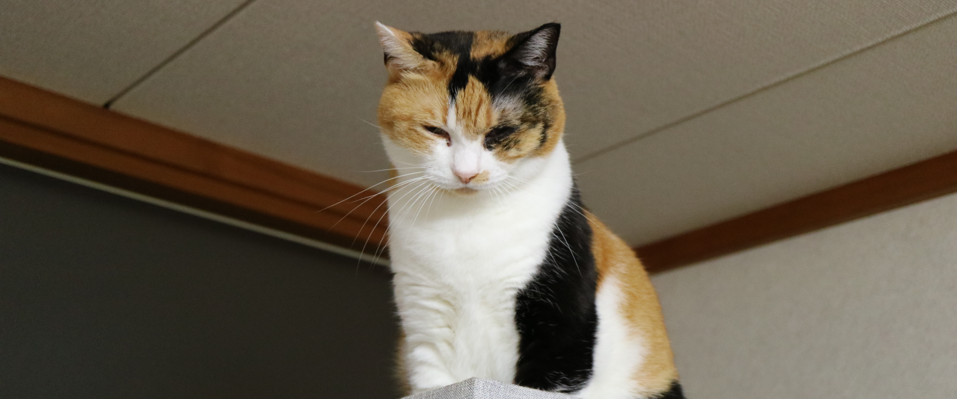 Tortoiseshell vs Calico Cats: How to Tell the Difference ...