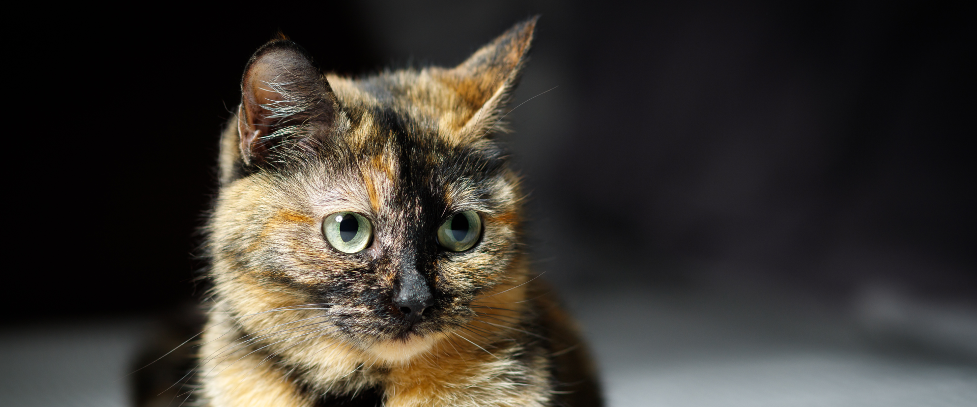 Tortoiseshell vs Calico Cats: How to Tell the Difference ...