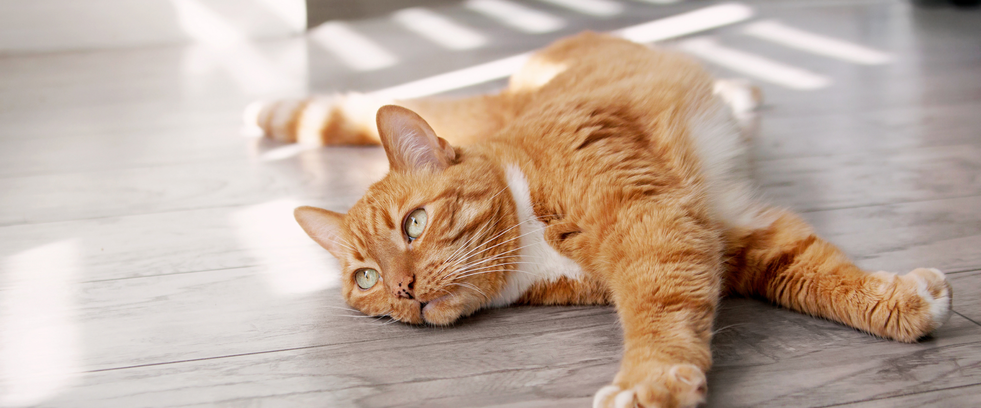 Cat Body Temperature: What's Hot And What's Not | TrustedHousesitters.com