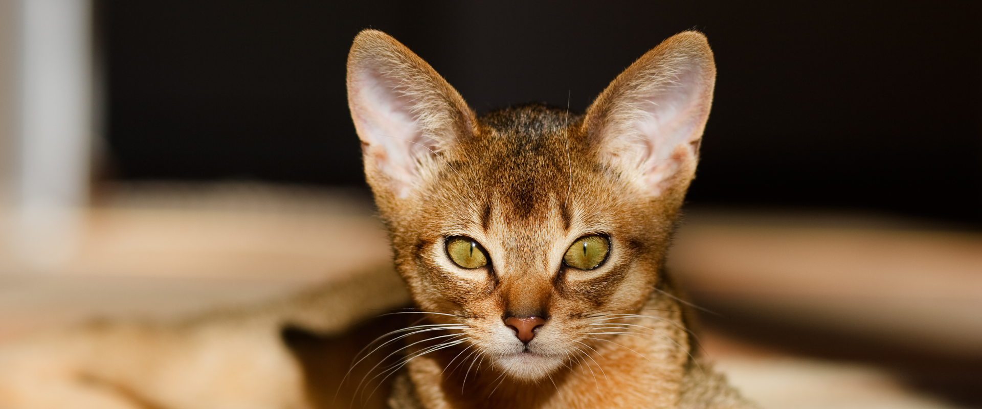 10 Adorable Cat Breeds With Big Ears, Plus Photos | TrustedHousesitters.com