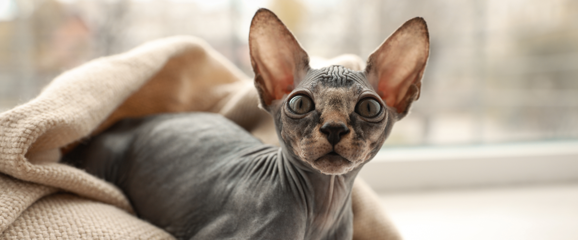 10 Adorable Cat Breeds With Big Ears, Plus Photos | TrustedHousesitters.com