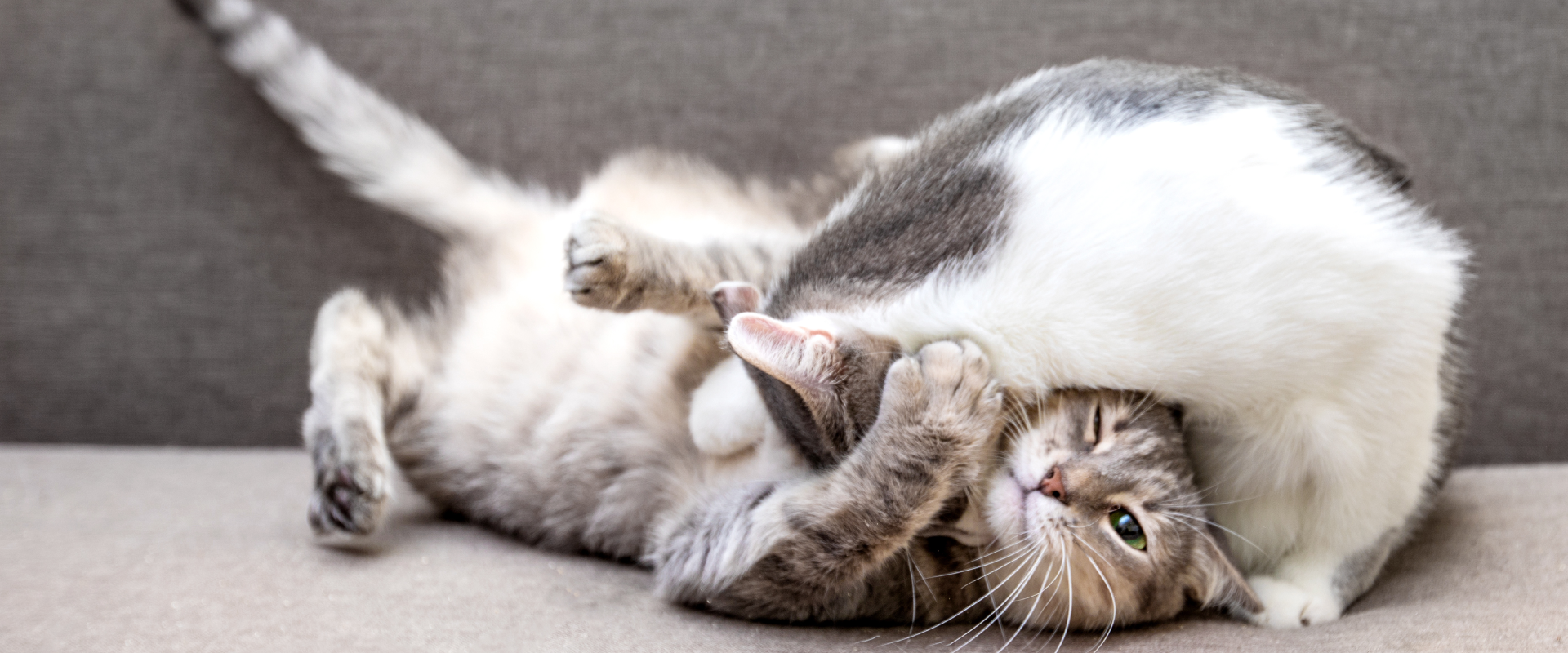 The Sky's the Limit: How High Can Cats Jump? | TrustedHousesitters.com