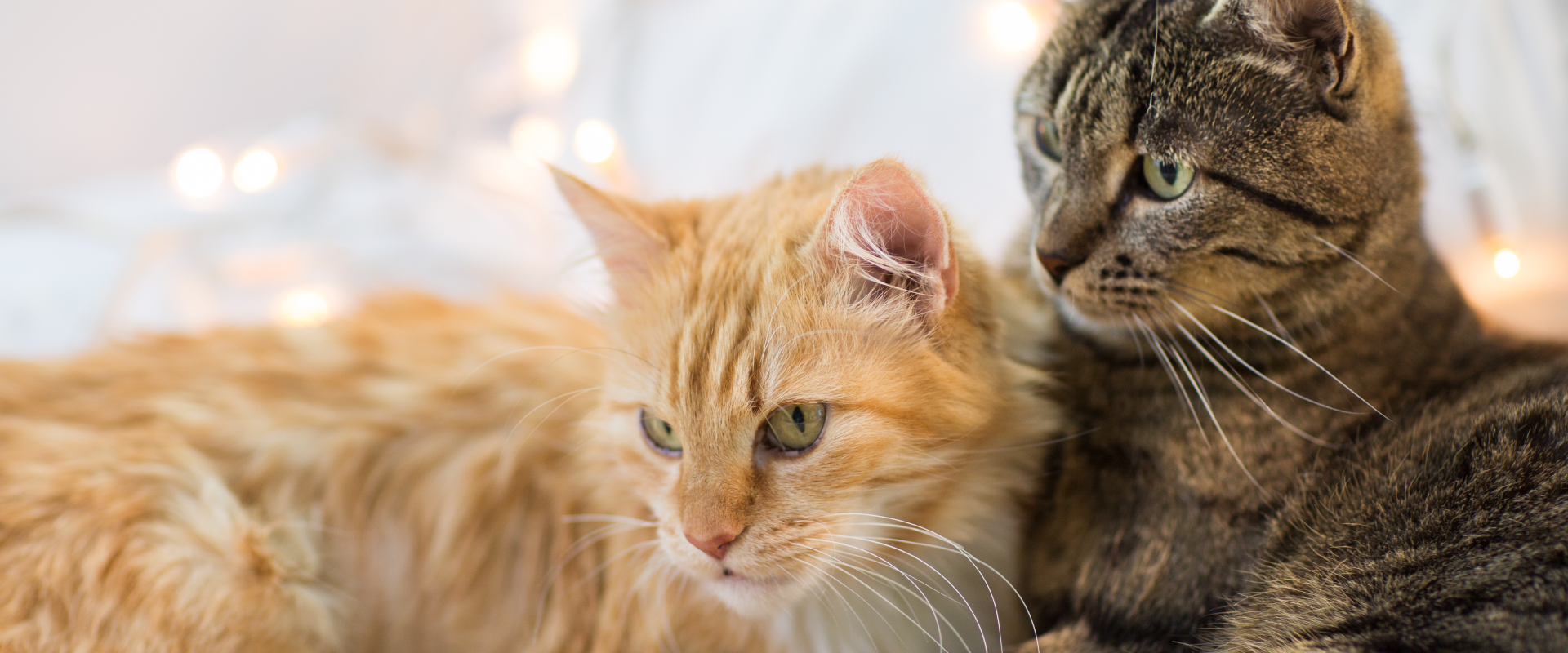 Top 10 Facts About Male Cats | TrustedHousesitters.com