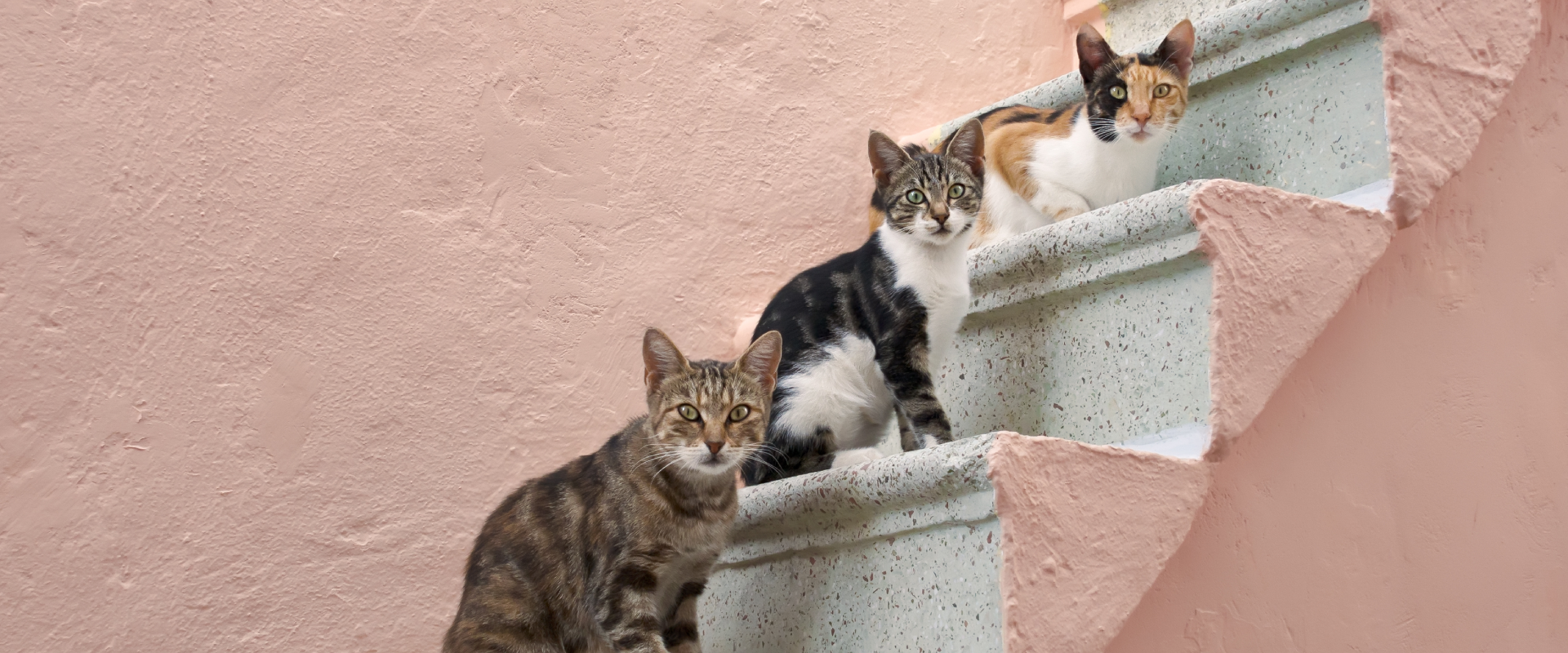 Top 10 Facts About Male Cats | TrustedHousesitters.com