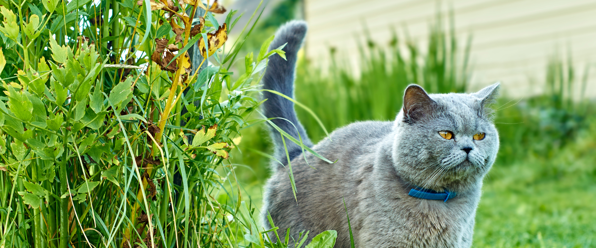 Do Female Cats Spray? | TrustedHousesitters.com