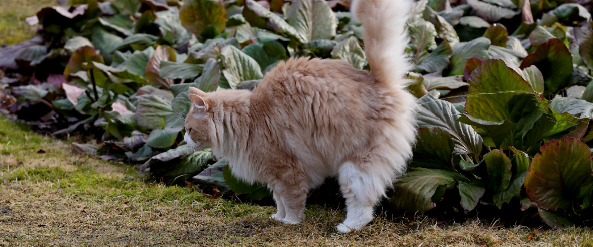 House Sitting with TrustedHousesitters | TrustedHousesitters.com