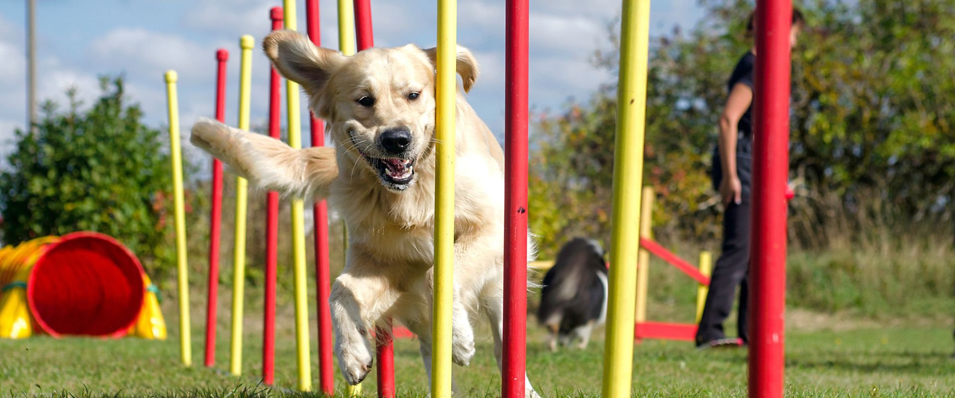 10 Reasons Why a Trained Dog is a Happy Dog | TrustedHousesitters.com