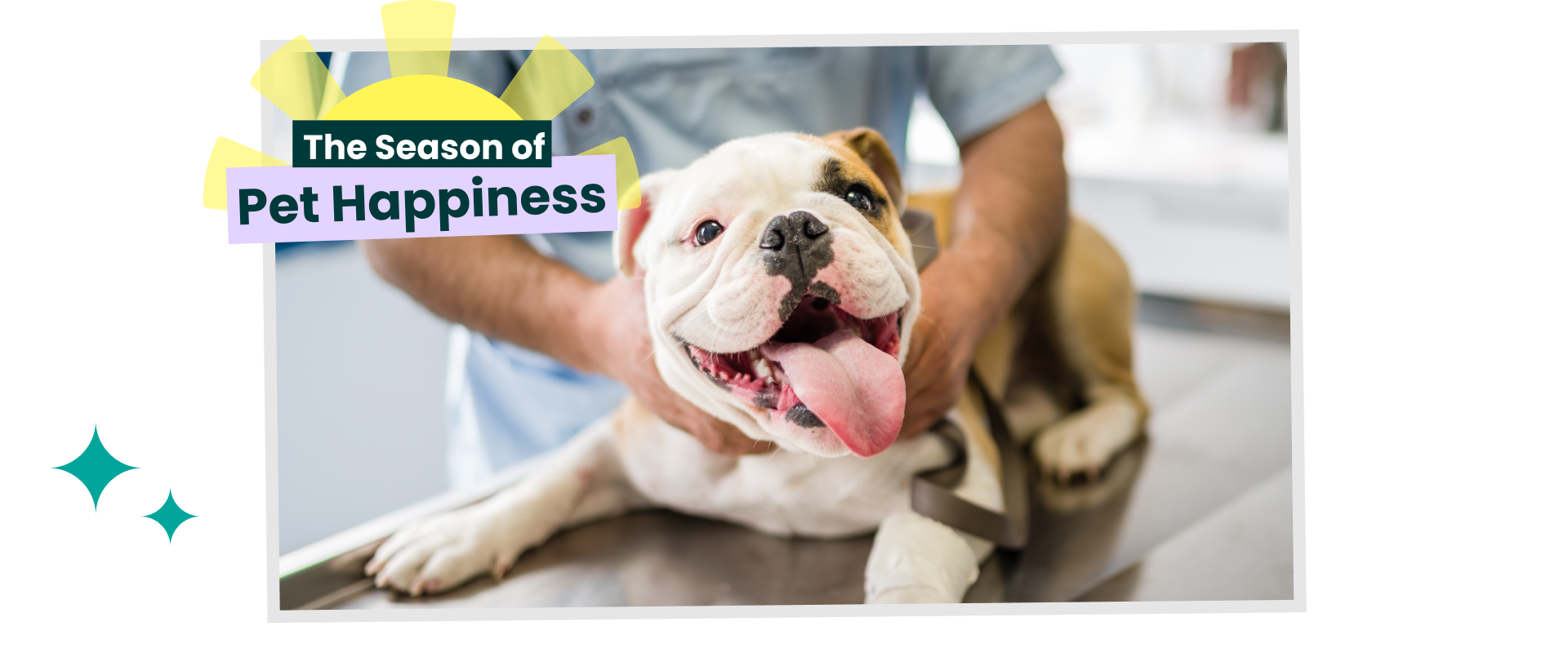 Pet-friendly plants to spruce up your home | TrustedHousesitters.com