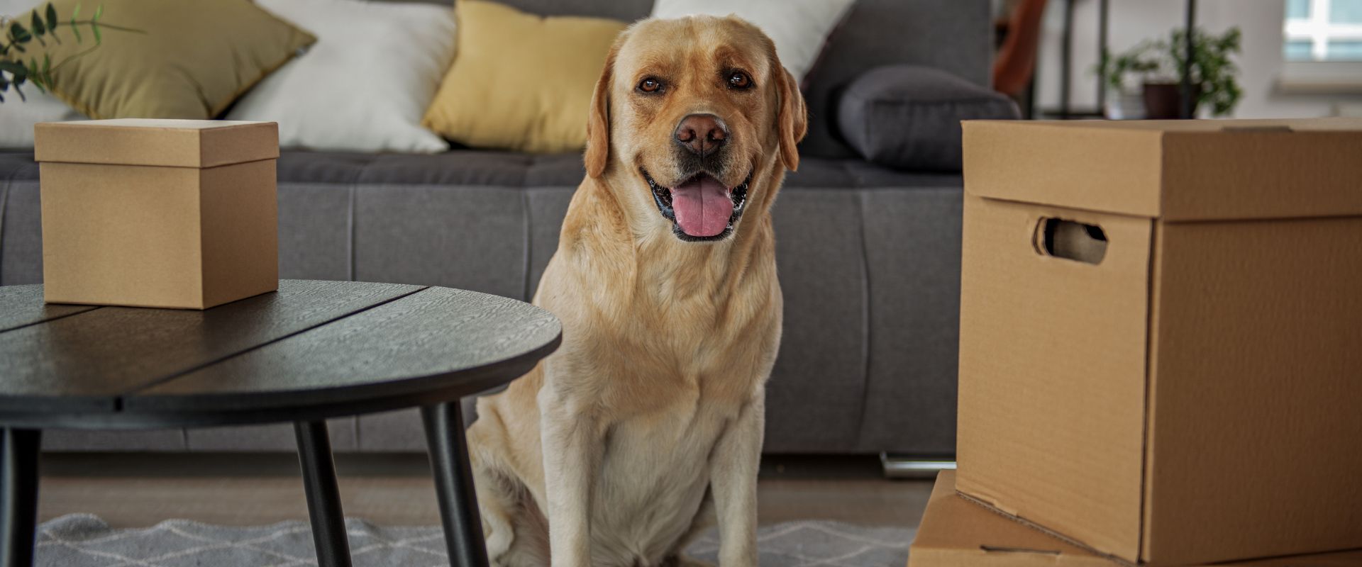 Tips for Moving with a Dog | TrustedHousesitters.com