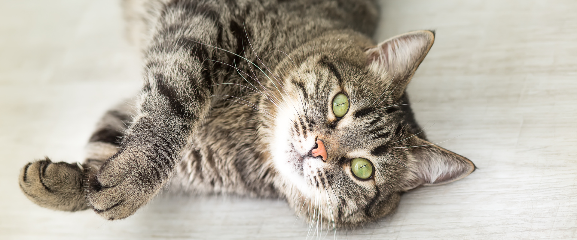 10 Striped Cat Breeds: The Tiny Tiger Guide | TrustedHousesitters.com