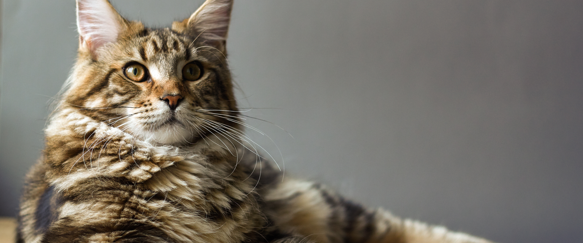 10 Striped Cat Breeds: The Tiny Tiger Guide | TrustedHousesitters.com