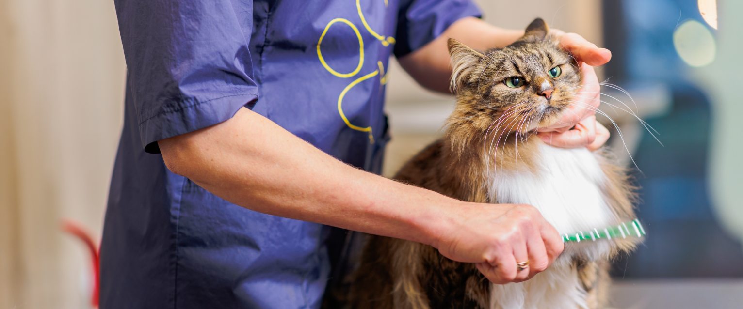 What Are Tomcat Jowls / Cheeks In Male Cats? | TrustedHousesitters.com