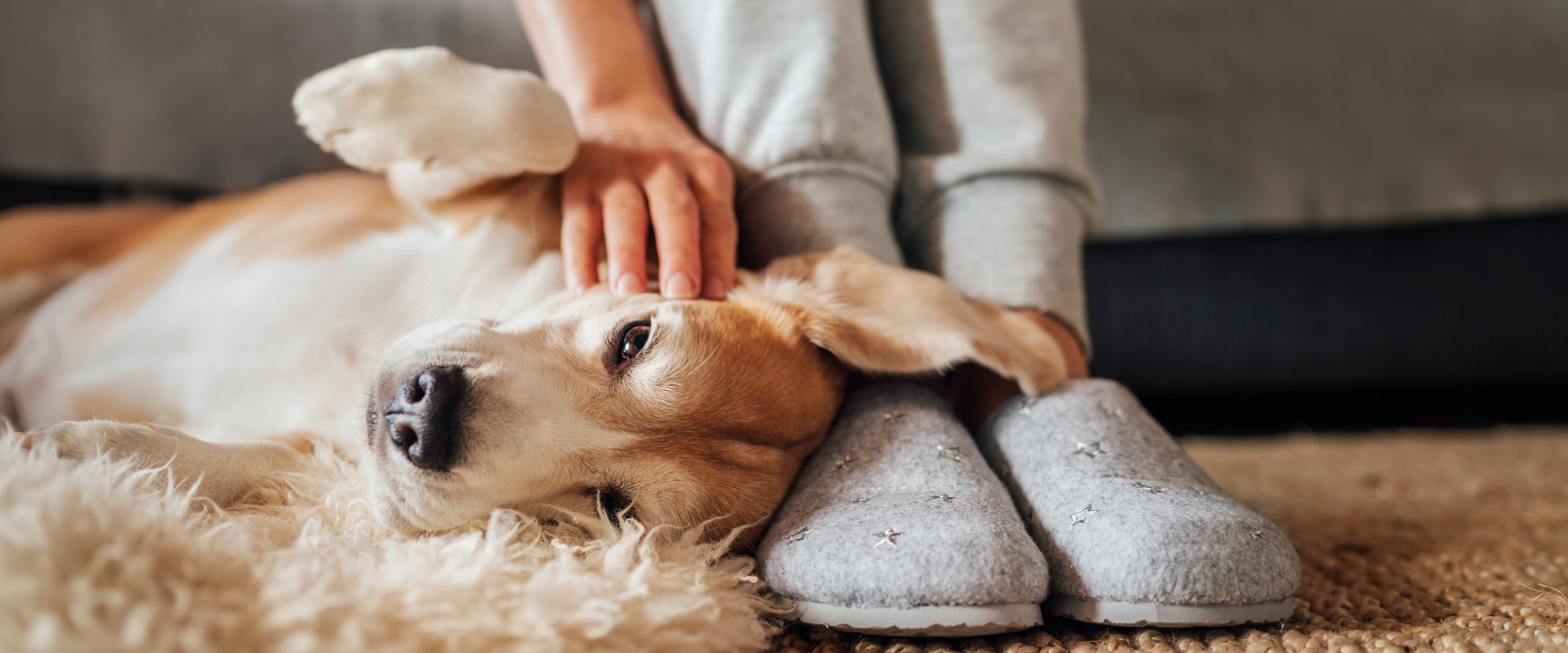 The Most Common Household Items Toxic for Dogs | TrustedHousesitters.com