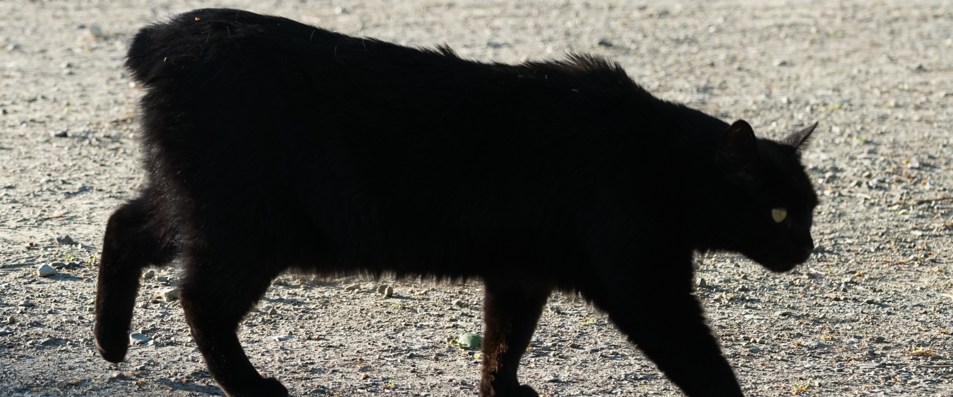 7 Tailless Cat Breeds: A Guide On Rumpy Risers | TrustedHousesitters.com