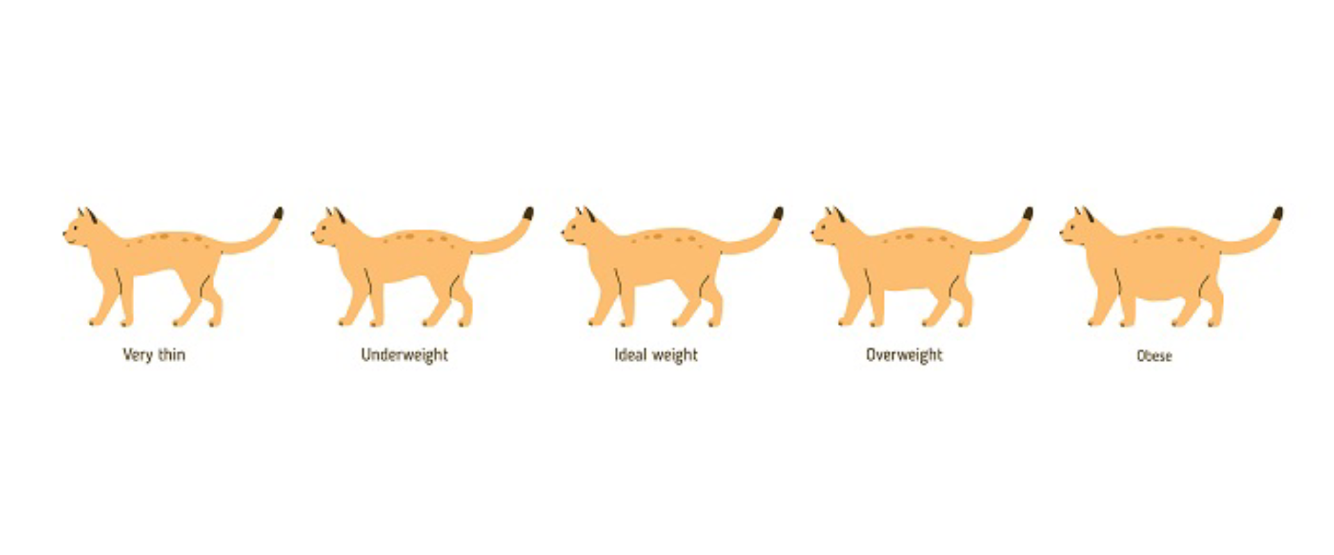 What is a Chonky Cat? The Truth of the Chonk | TrustedHousesitters.com