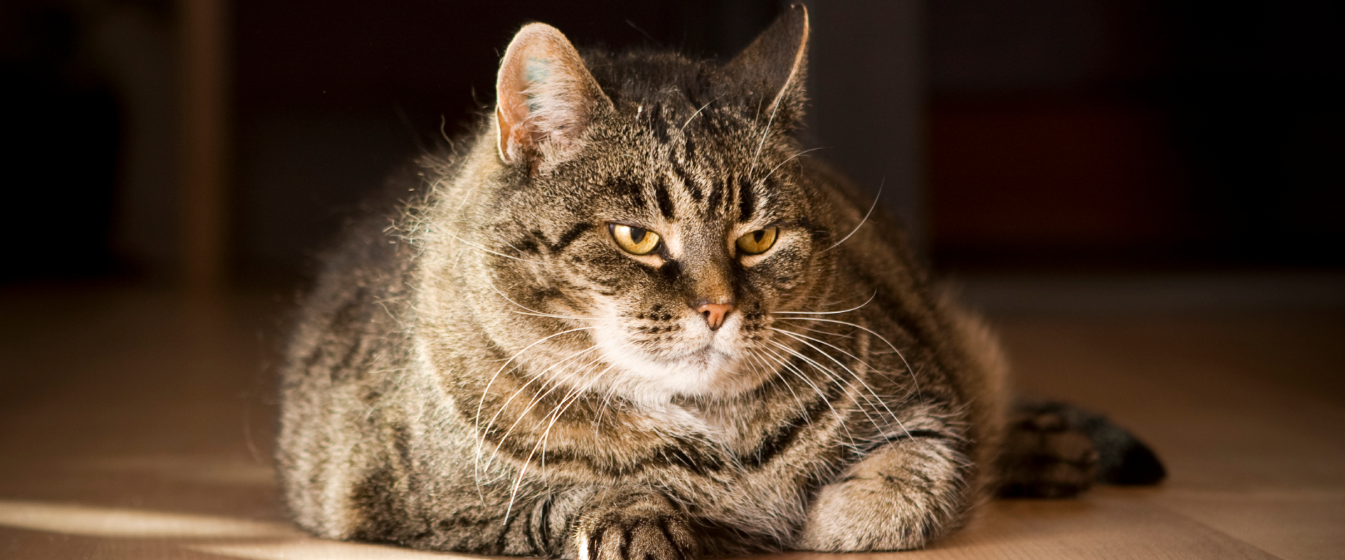 What is a Chonky Cat? The Truth of the Chonk | TrustedHousesitters.com