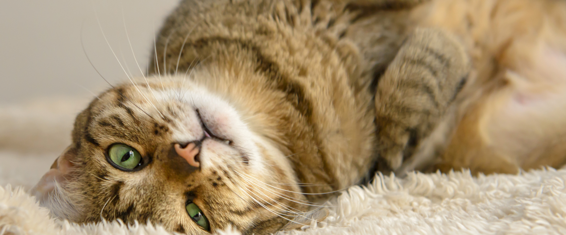 The Feline Five: Types of Cat Personalities | TrustedHousesitters.com