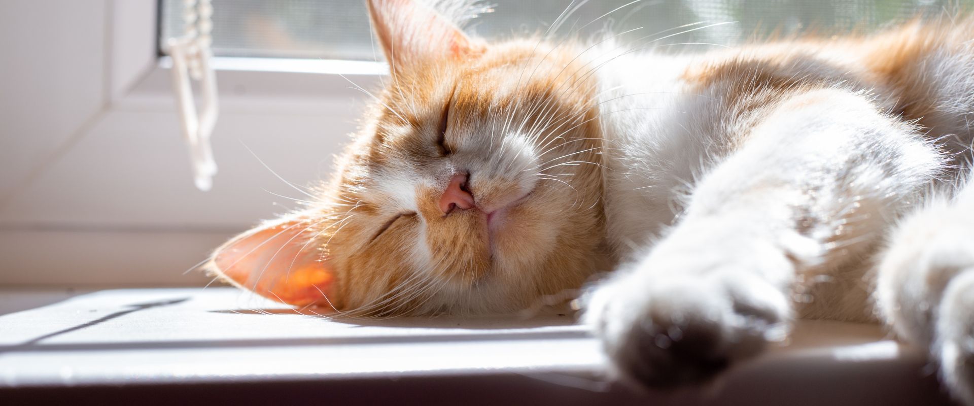 How to Make a Cat Happy Indoors | TrustedHousesitters.com