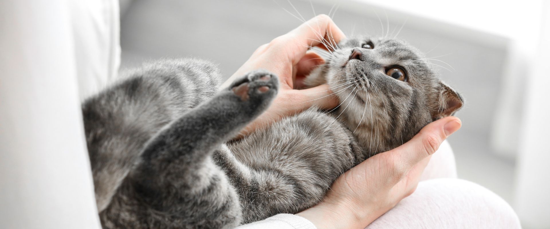 How to Make a Cat Happy Indoors | TrustedHousesitters.com