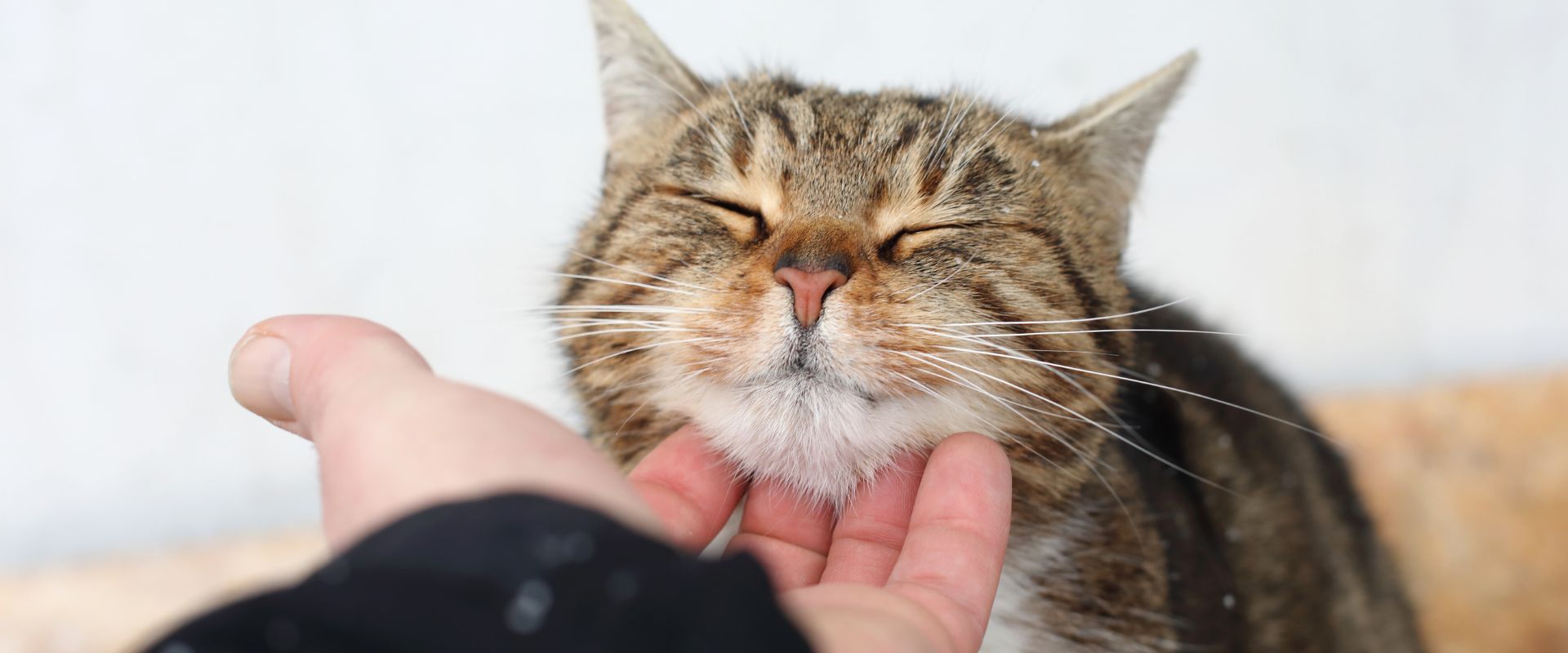 Cat Sounds and Meanings | TrustedHousesitters.com