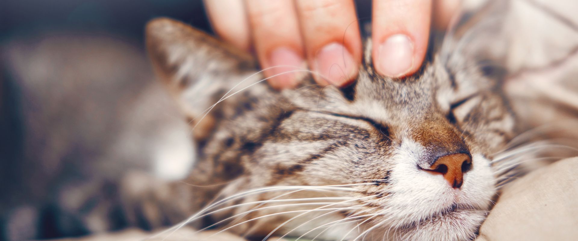 Cat Sounds and Meanings | TrustedHousesitters.com