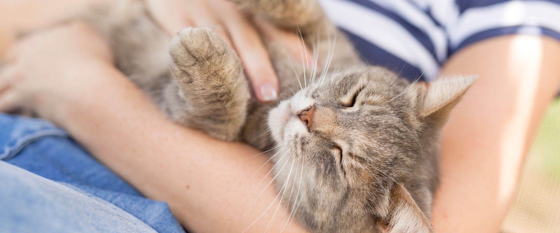 Cat Sounds and Meanings | TrustedHousesitters.com