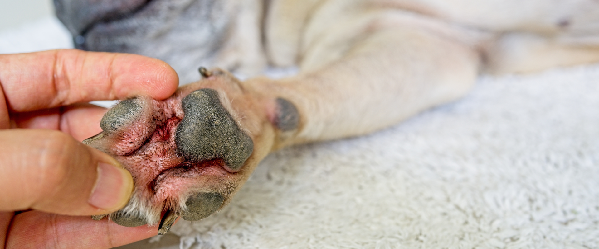 The Importance of Dog Skin Care | TrustedHousesitters.com