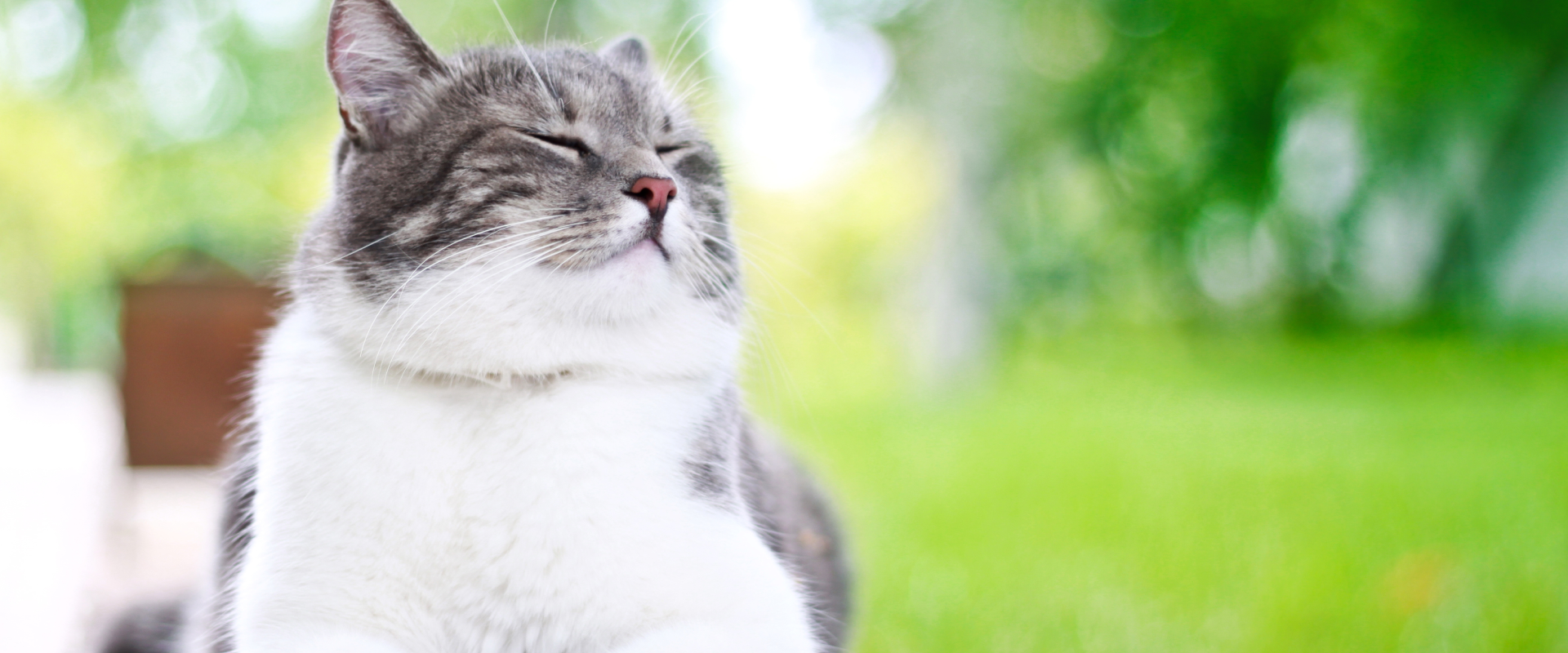 10 Signs Your Cat has Imprinted on You | TrustedHousesitters.com