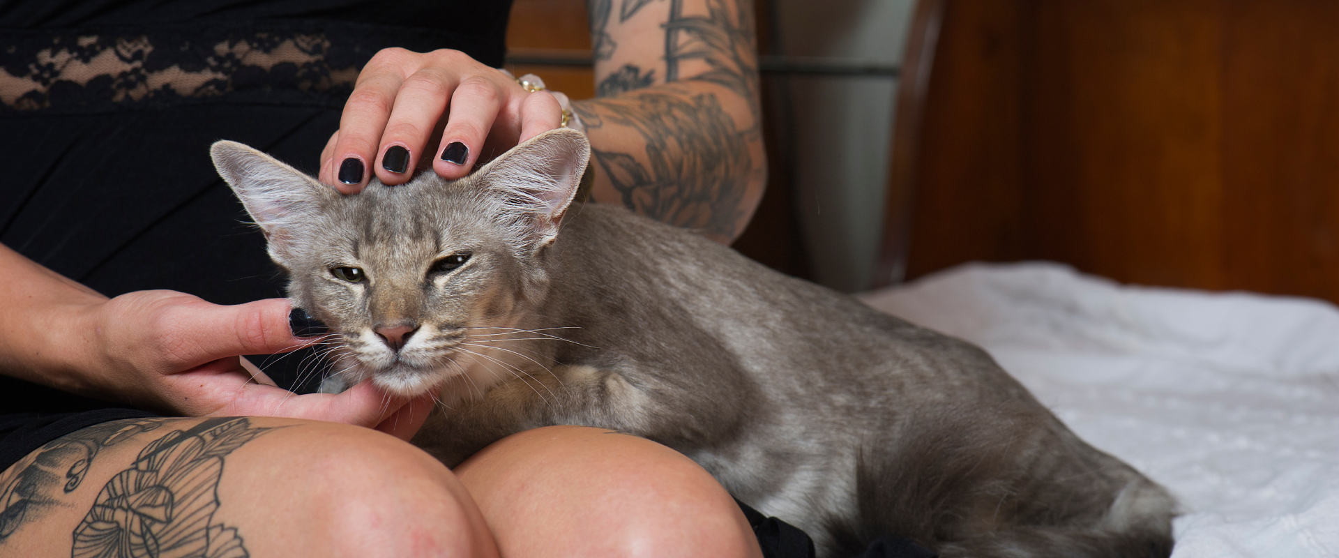 10 Signs of a Clingy Cat or Velcro Kitty | TrustedHousesitters.com
