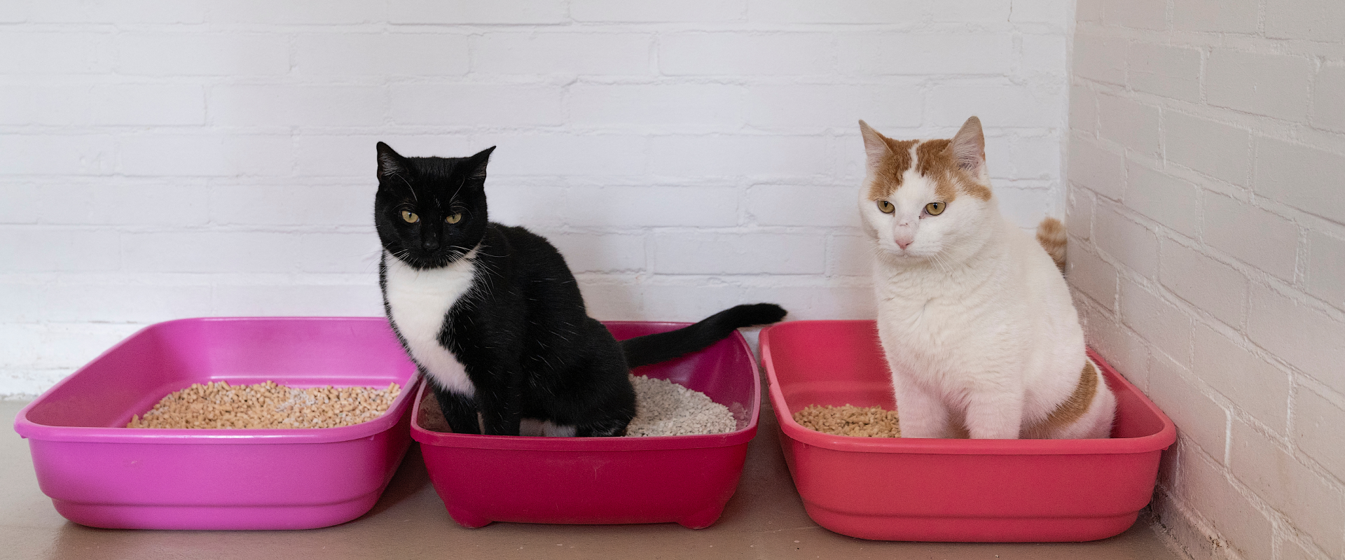 Eco-Friendly Cat Litter Alternatives | TrustedHousesitters.com