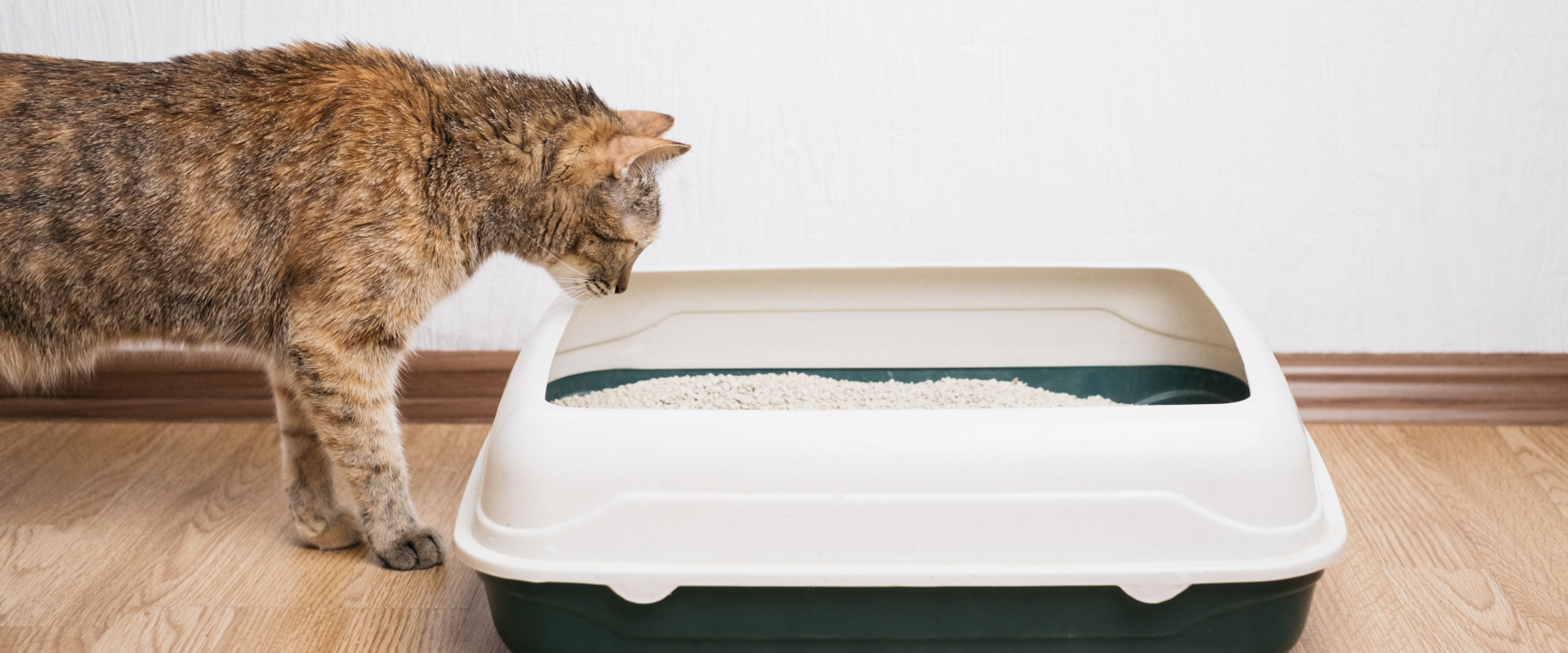 Eco-friendly cat litter alternatives for green paws ...
