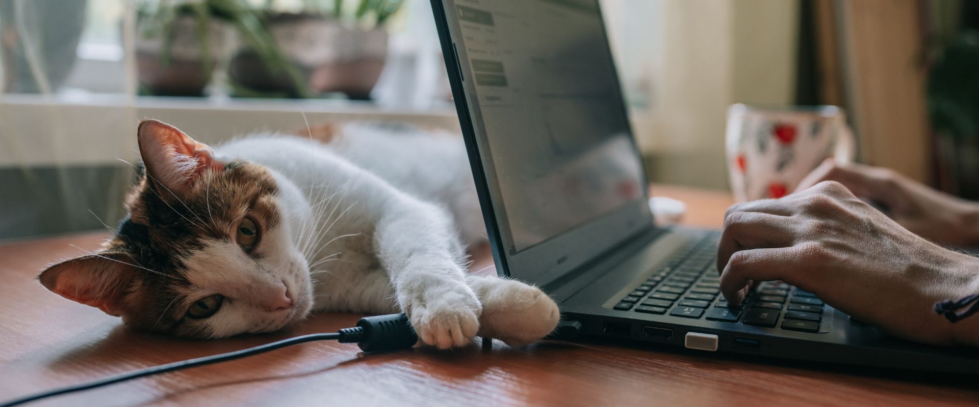 Expert Pet Sitting Tips | TrustedHousesitters.com