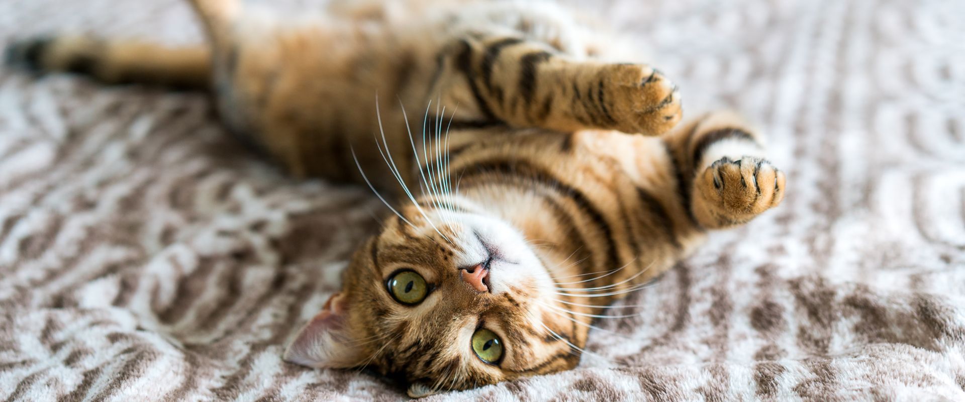 How to Make a Cat Happy Indoors | TrustedHousesitters.com