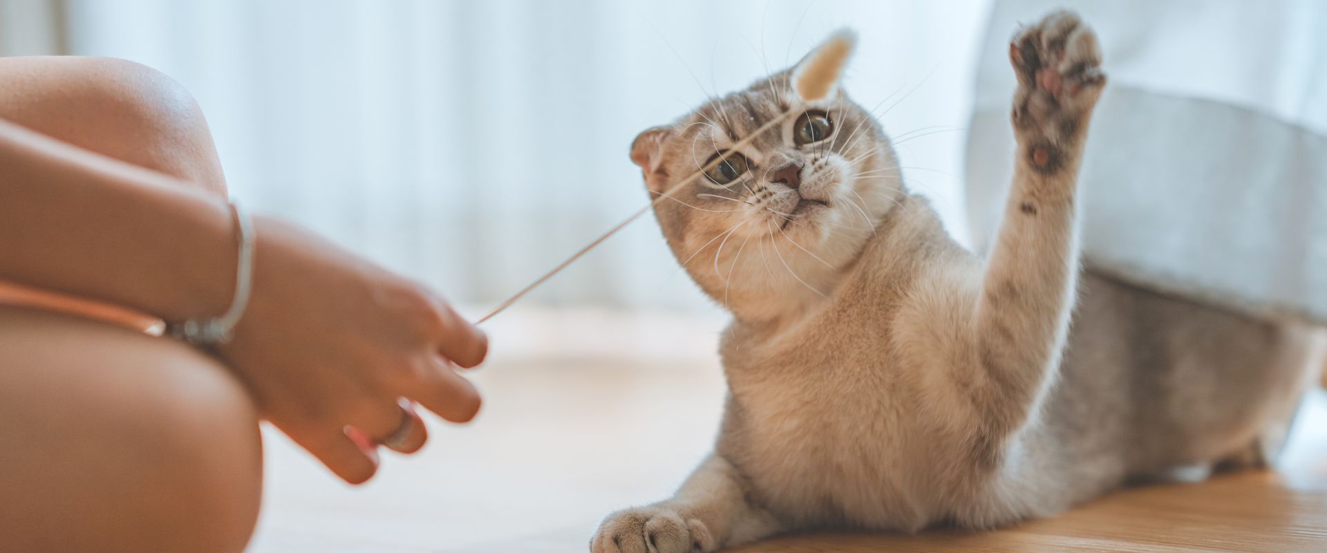 How to Make a Cat Happy Indoors | TrustedHousesitters.com