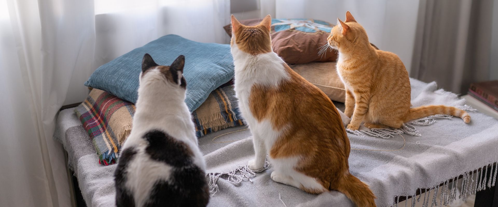 Multi-Cat Households: Care Tips and Common Issues | TrustedHousesitters.com