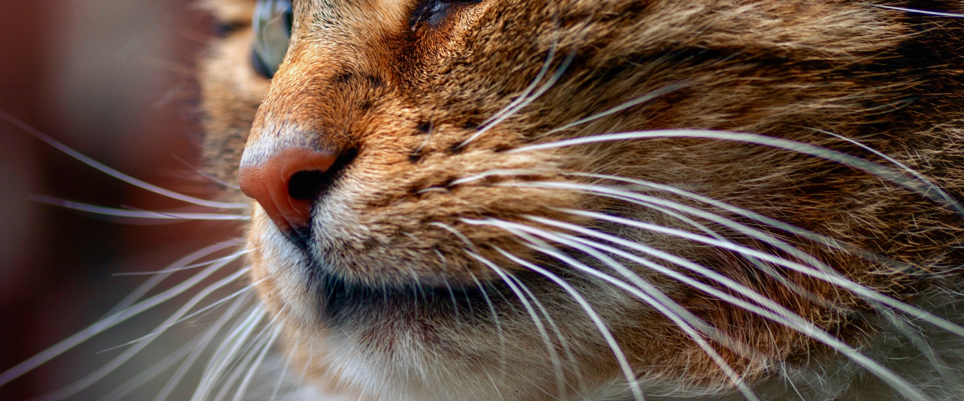 What is Whisker Fatigue and What Can You do About it ...