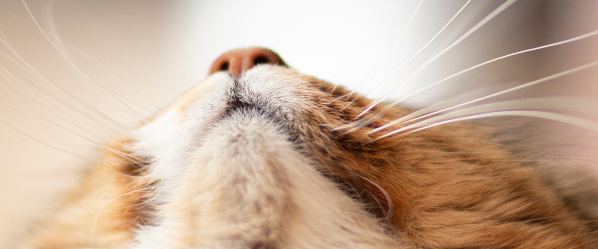 What is Whisker Fatigue and What Can You do About it ...