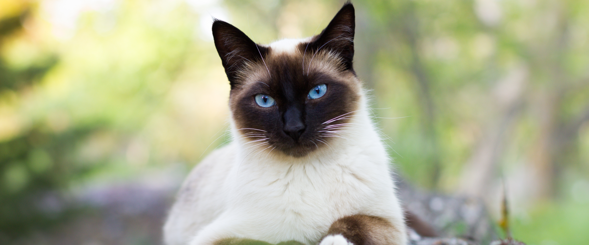 7 Tailless Cat Breeds: A Guide On Rumpy Risers | TrustedHousesitters.com