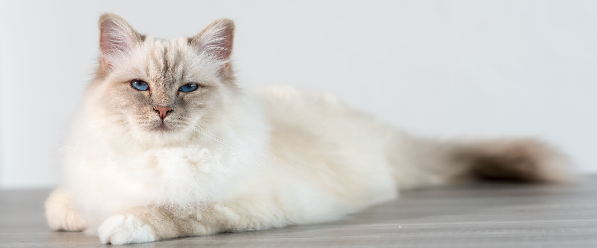 The 10 Longest-Living Domestic Cat Breeds | TrustedHousesitters.com