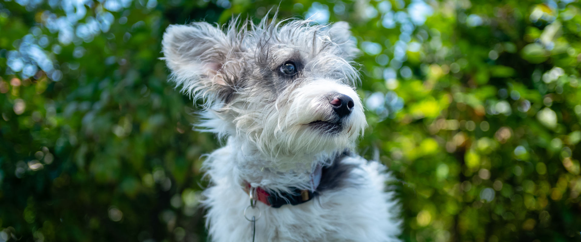 10 Terrific Terrier Mix Breeds | TrustedHousesitters.com