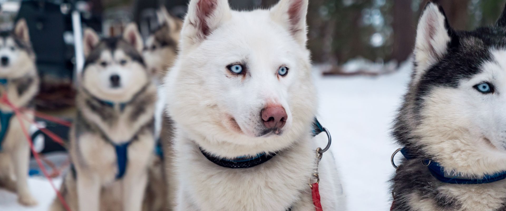 The Bond Between Dogs and Humans Explained | TrustedHousesitters.com