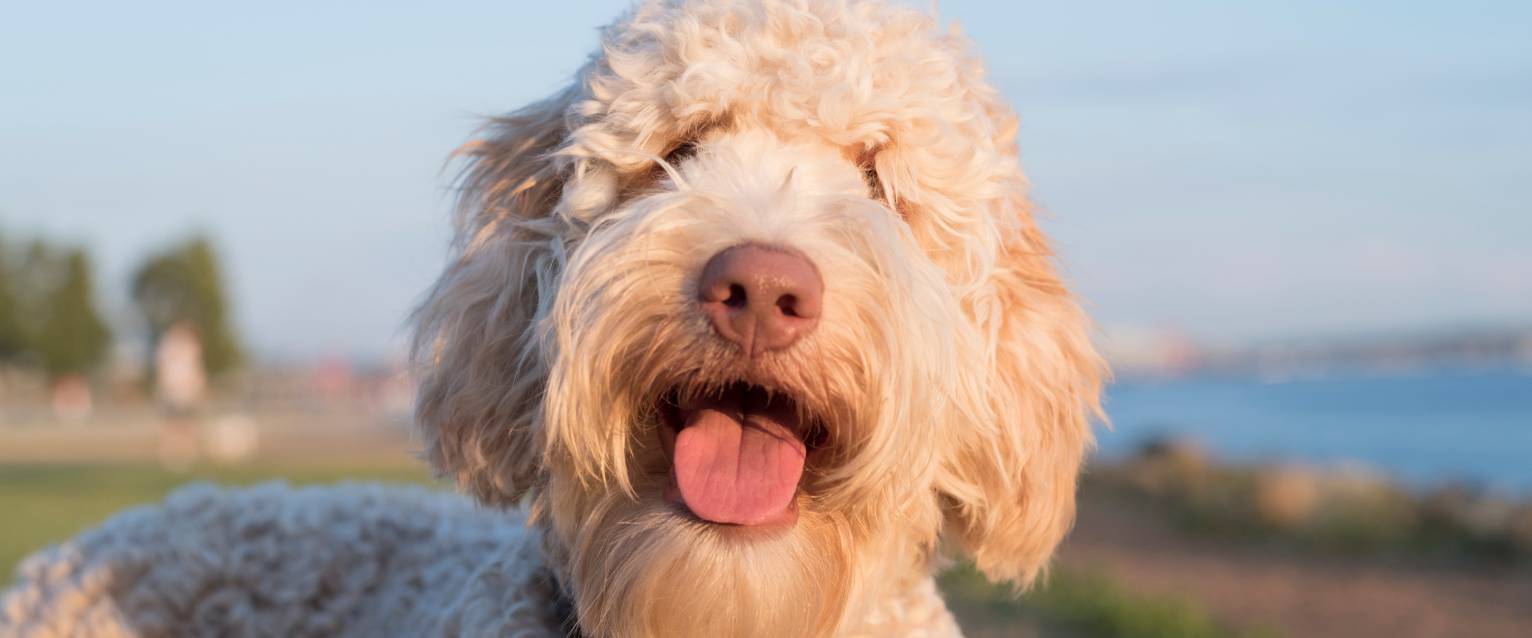 How Expensive Is It To Own A Labradoodle? | TrustedHousesitters.com