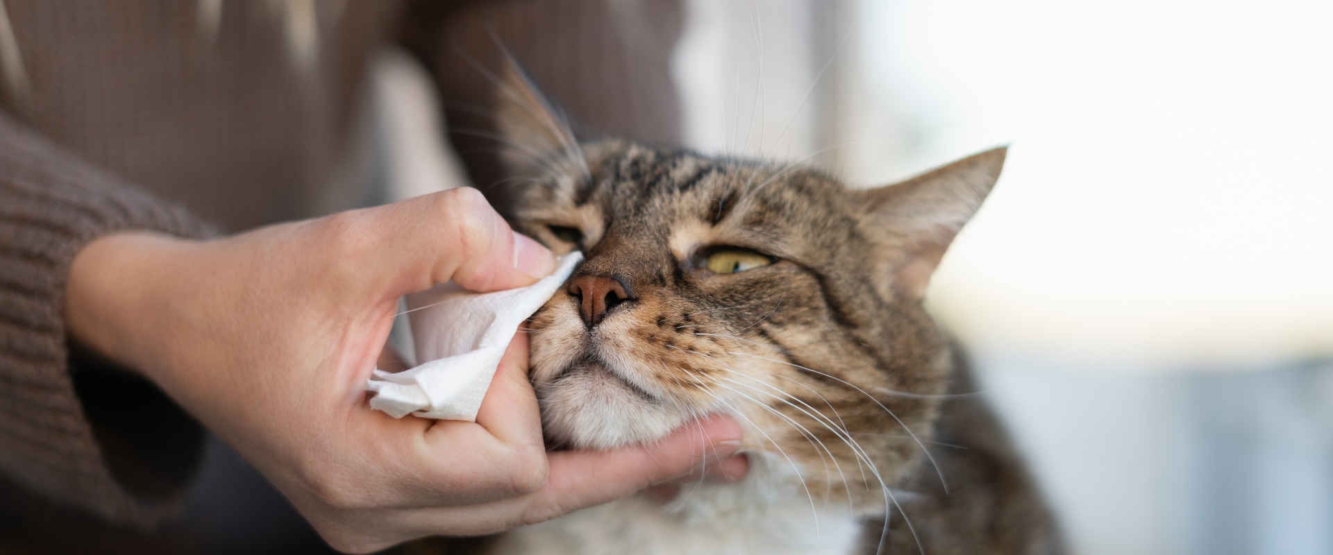 Cat Care Tips for Beginners: Starting a Fabulous Feline Friendship ...