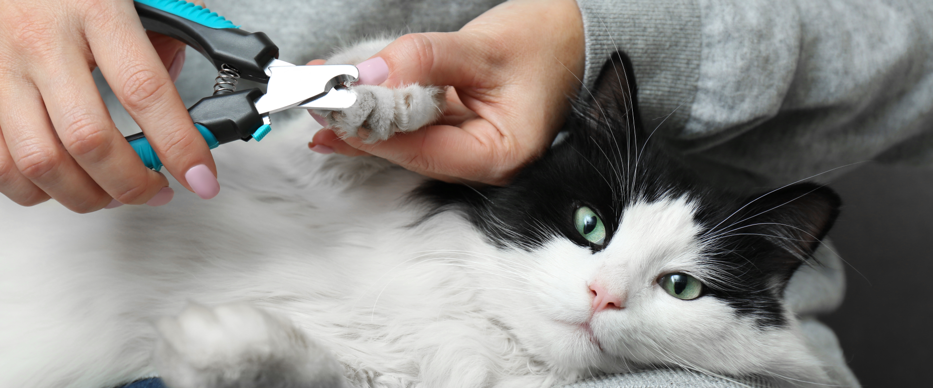 Cat Care Tips for Beginners: Starting a Fabulous Feline Friendship ...