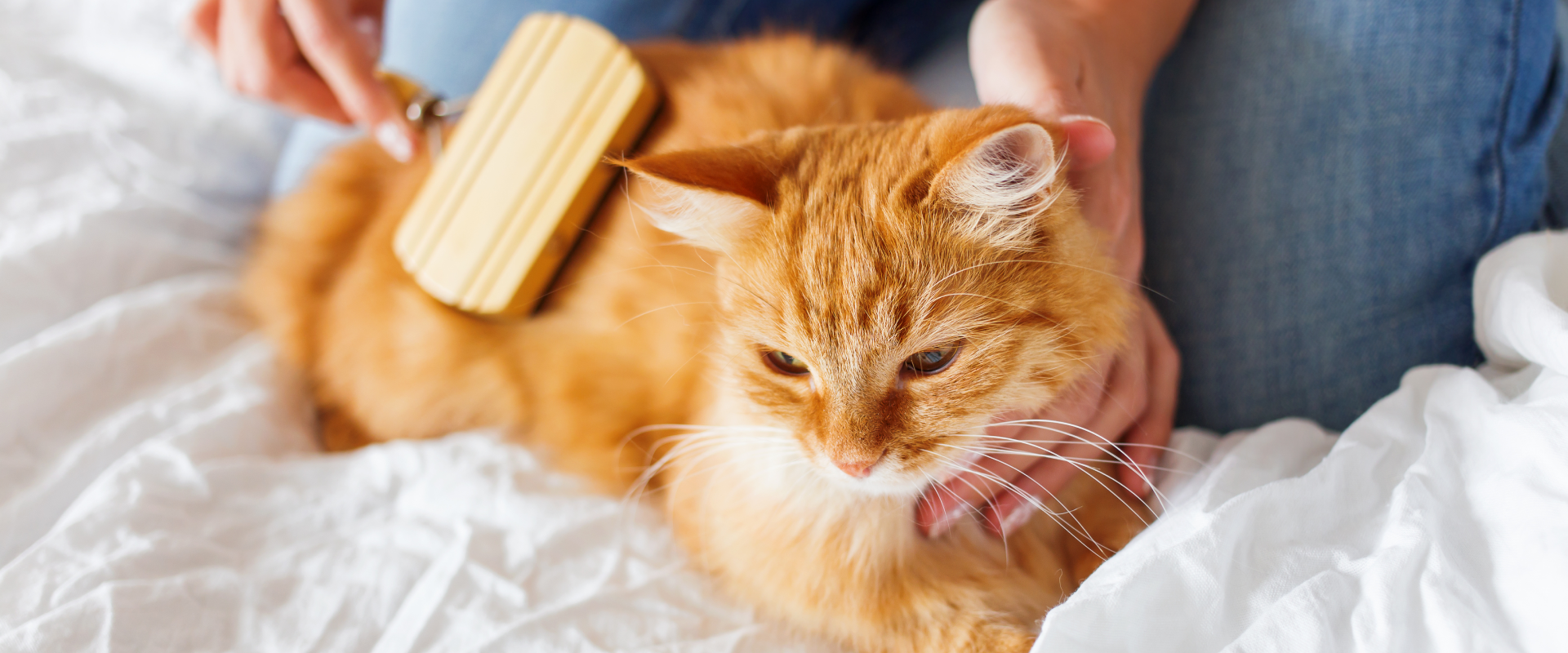 Cat Care Tips for Beginners: Starting a Fabulous Feline Friendship ...