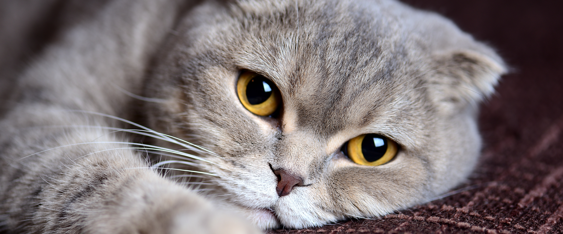 10 of the Smartest Cat Breeds, Ranked | TrustedHousesitters.com