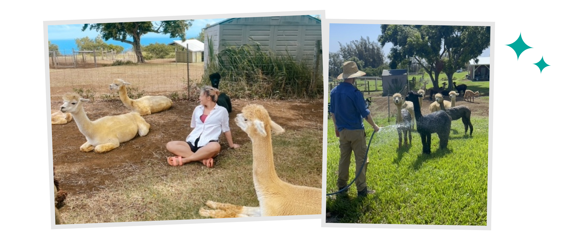 Alpaca Adventures: Silvi and Lucas’s Hawaiian House Sit ...